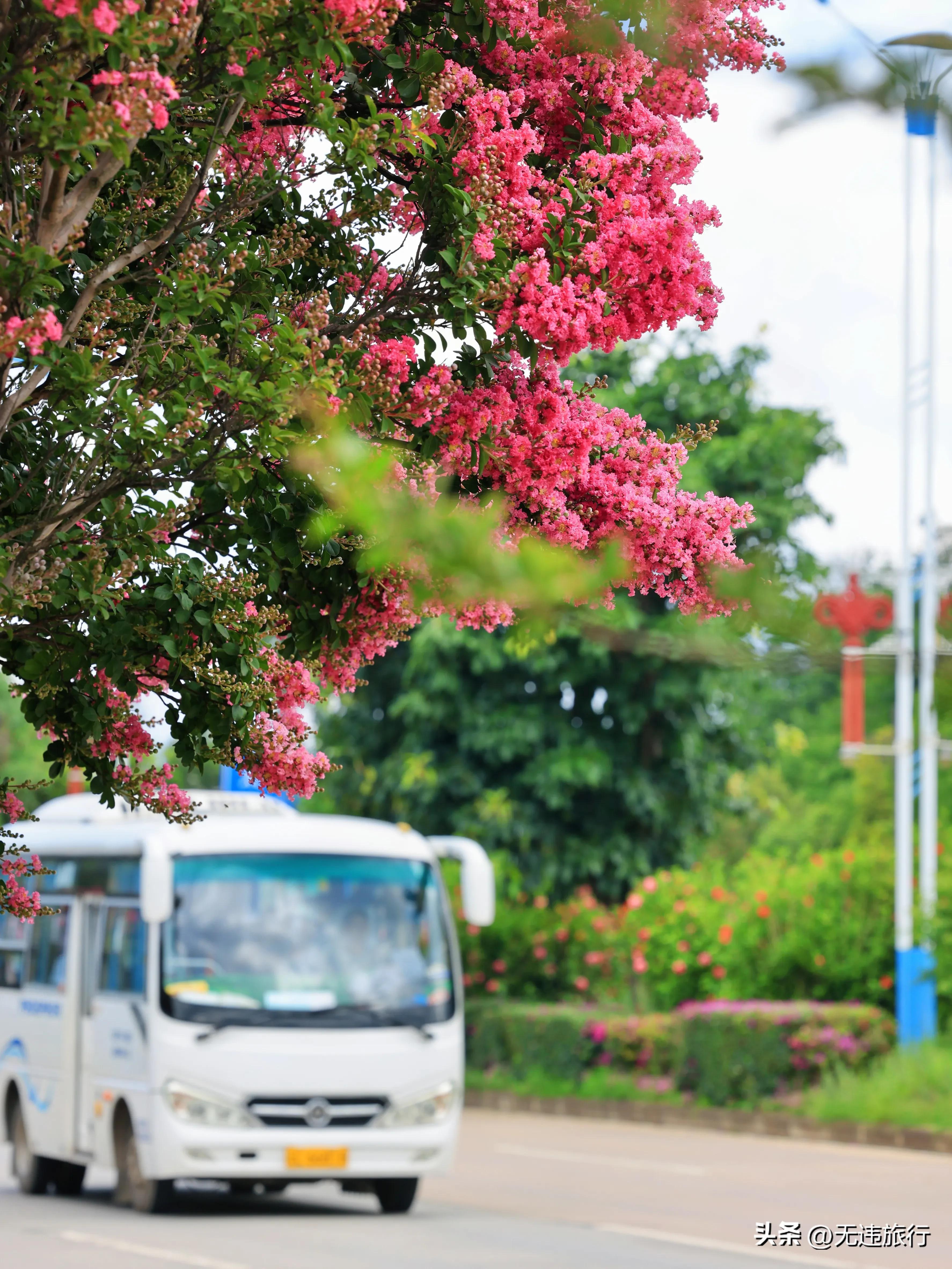 Dali crape myrtle, the scenery around is simply too beautiful! - iNEWS