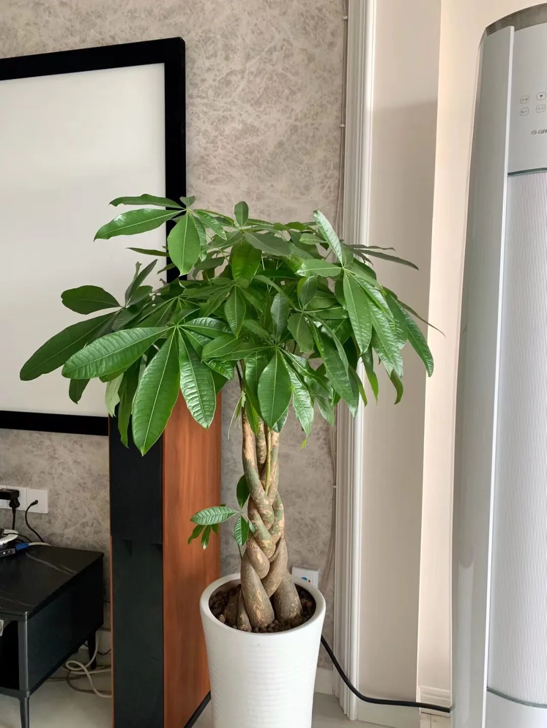 Want to make a fortune tree thrive? These four mistakes must be avoided ...