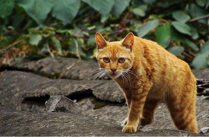 Do you know the "four-eared cat"?Why were four-eared cats so popular in ...