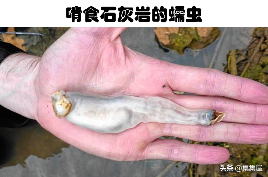 Amazing animal world!5 animals that have evolved to eat deadly food ...