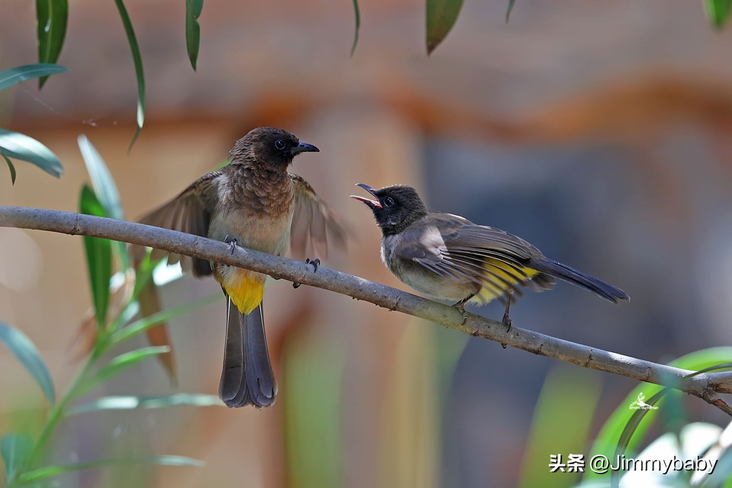 The Legend of the World's National Bird: Liberia's Black-eyed Bulbul ...