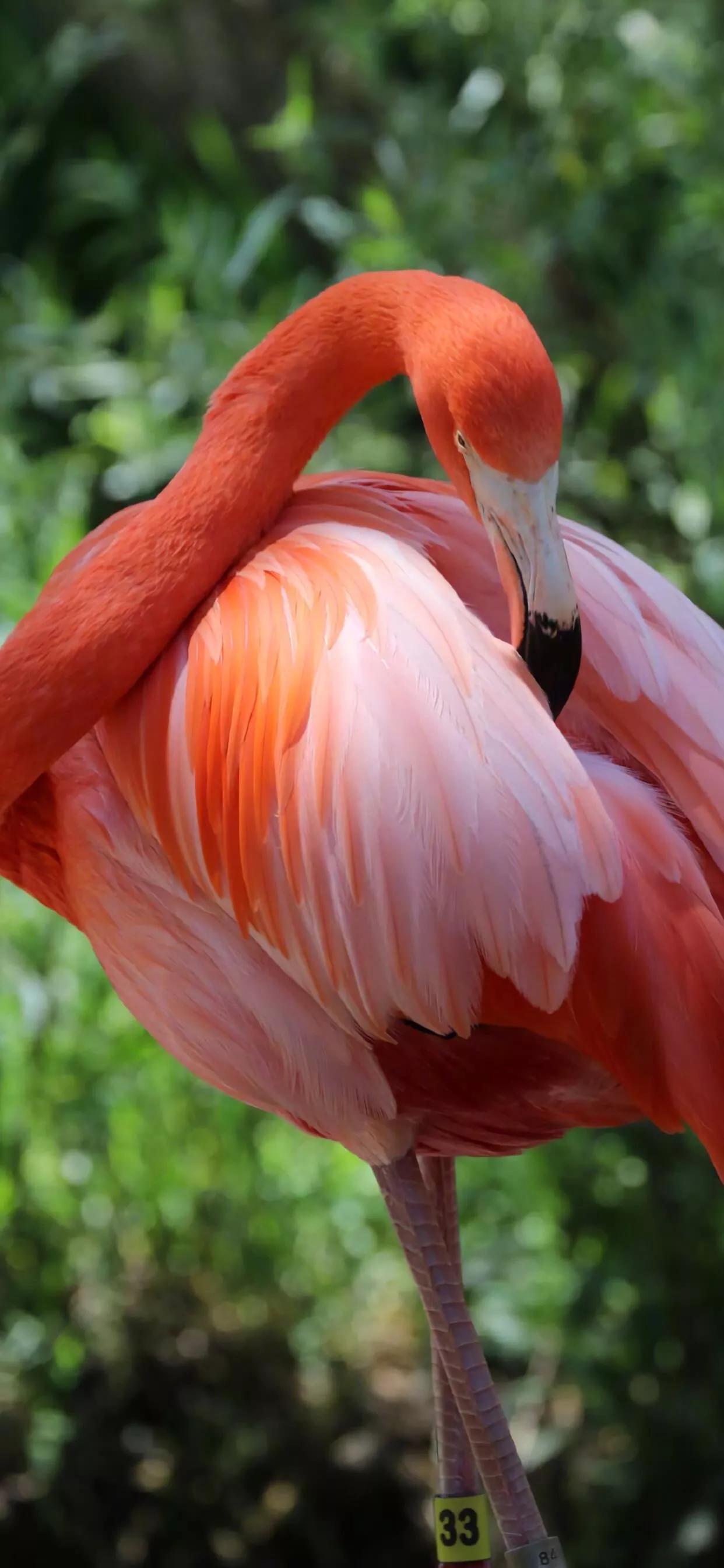 Beautiful and elegant, free and unrestrained flamingos, enjoy beautiful ...