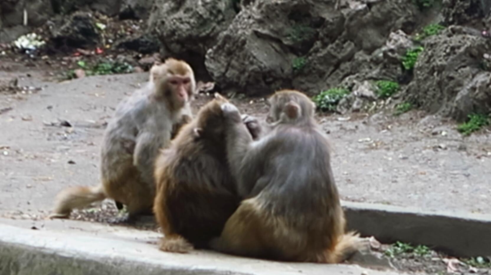 Watching monkeys in the zoo - iNEWS