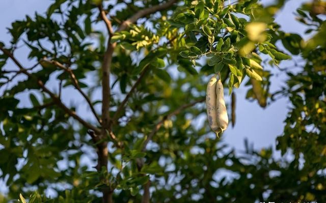 The Sophora japonica tree at the Cross Hill by Yan Ju'an - iNEWS
