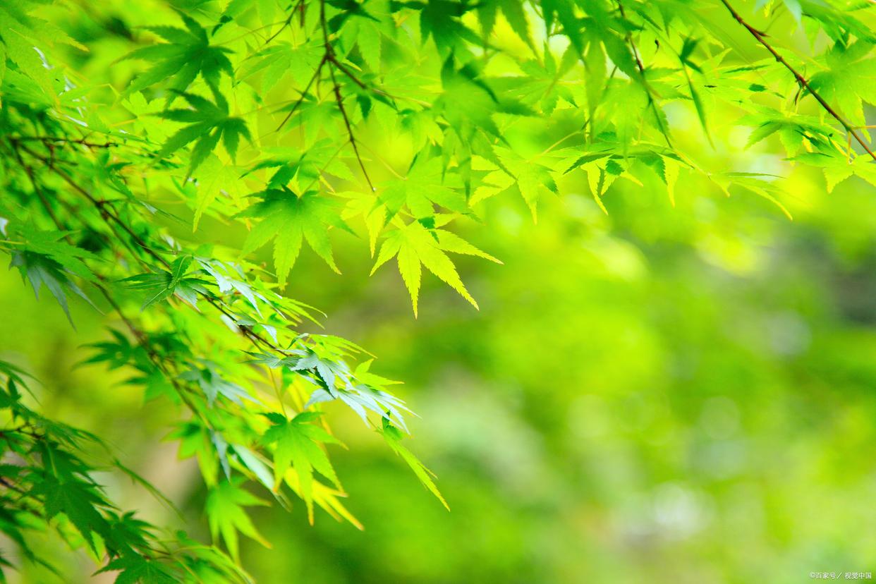 Yang Wanli's 10 most classic poems, fresh and lively, full of interest ...