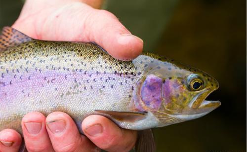 Do fish feel pain? Do fish hurt after being killed? Why? - iNEWS