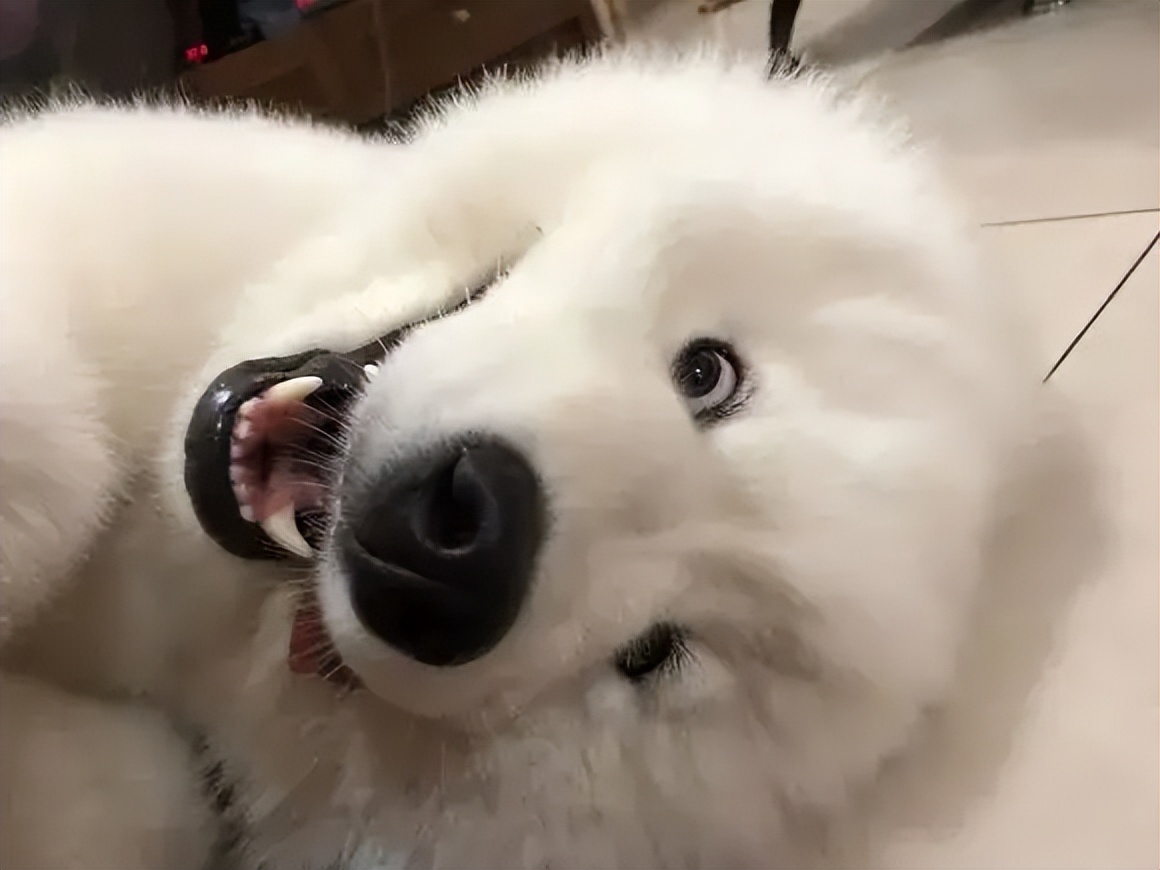 Inventory of the 6 most naughty dogs in the dog world, see if your dog ...