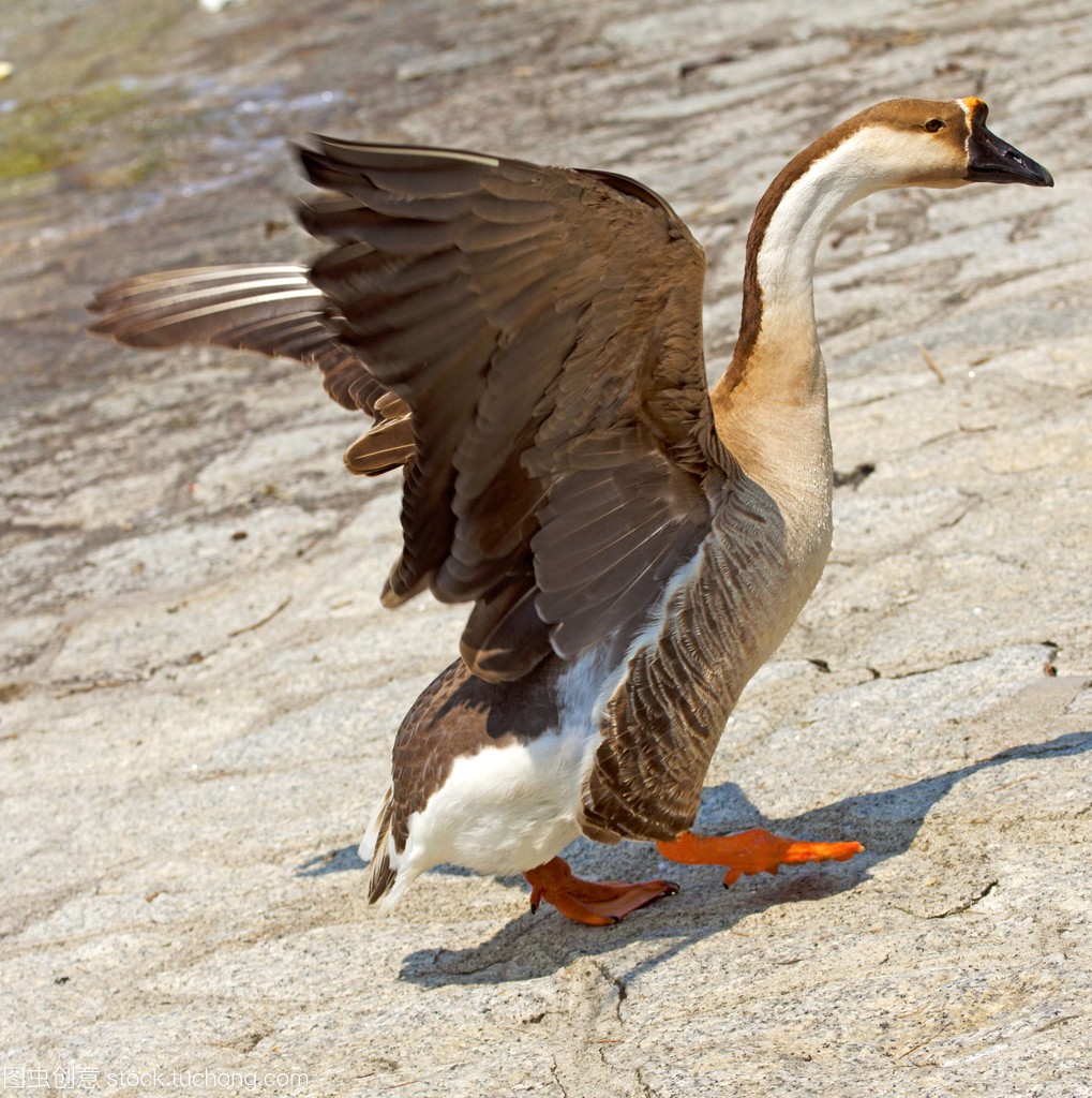 How to prevent and treat goose gout caused by disease infection - iMedia