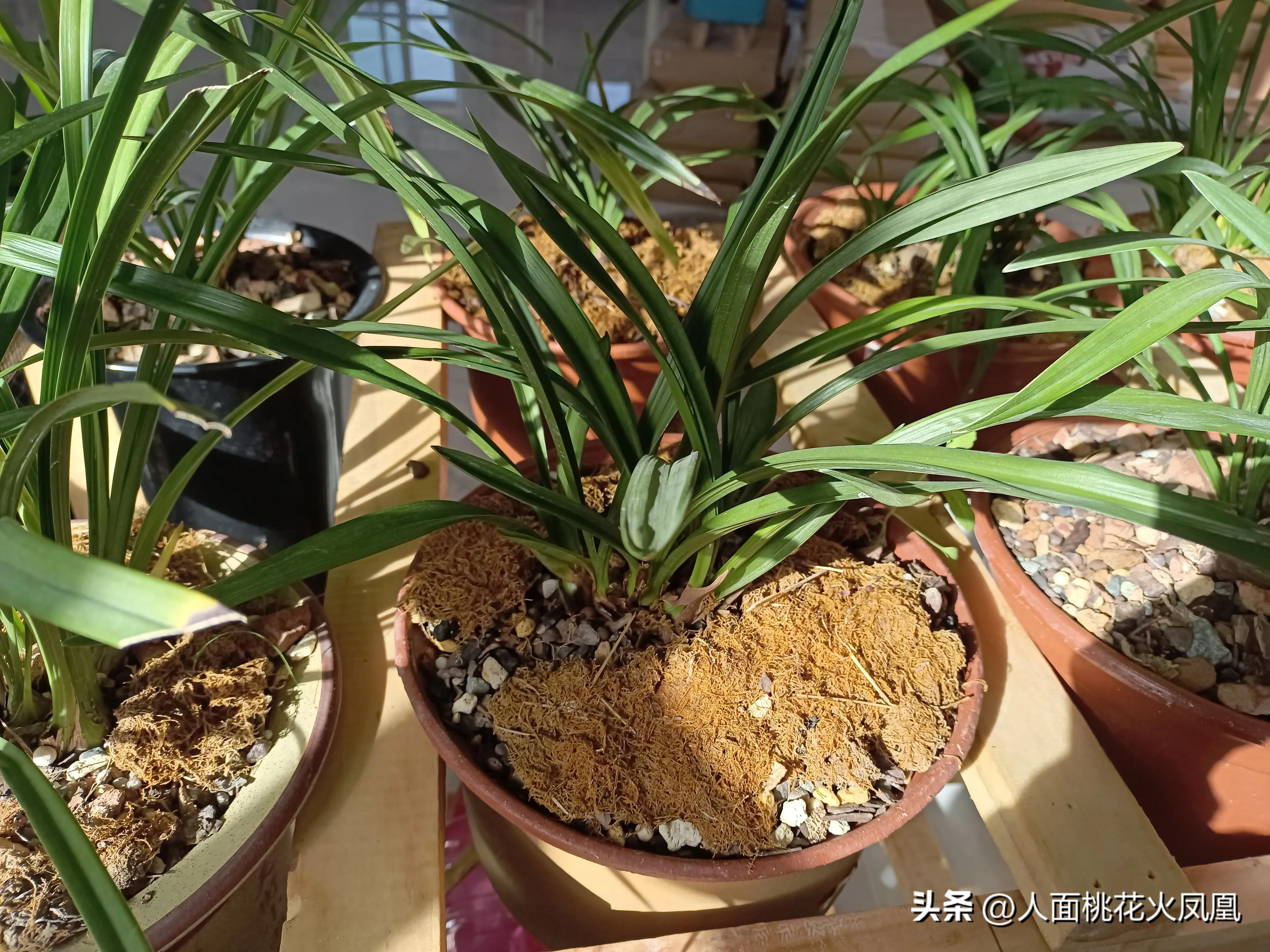 How to Vernalize Northern Orchids in Winter and How to Moisturize - iNEWS