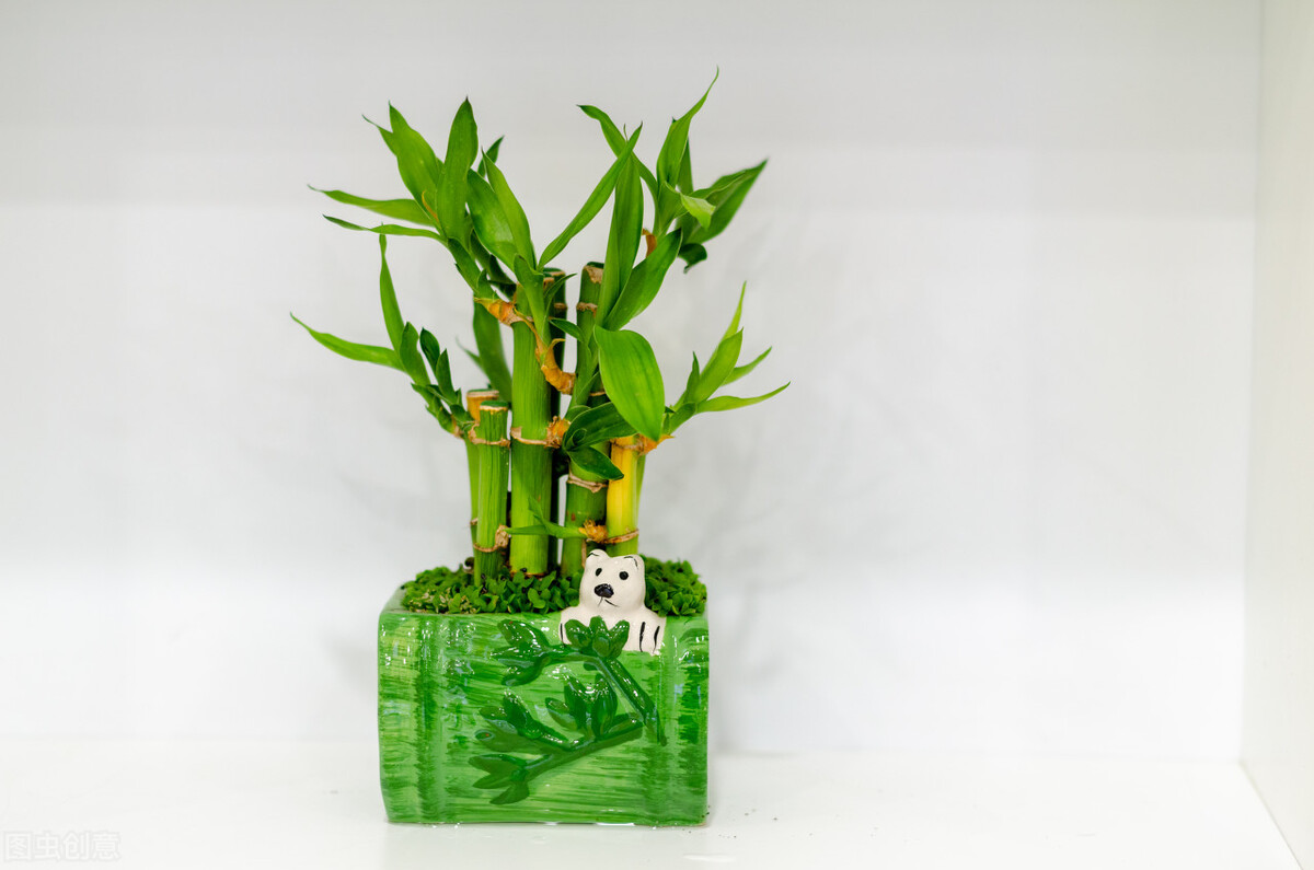 3 kinds of "rich and noble" plants, 2 more plants at home during the ...