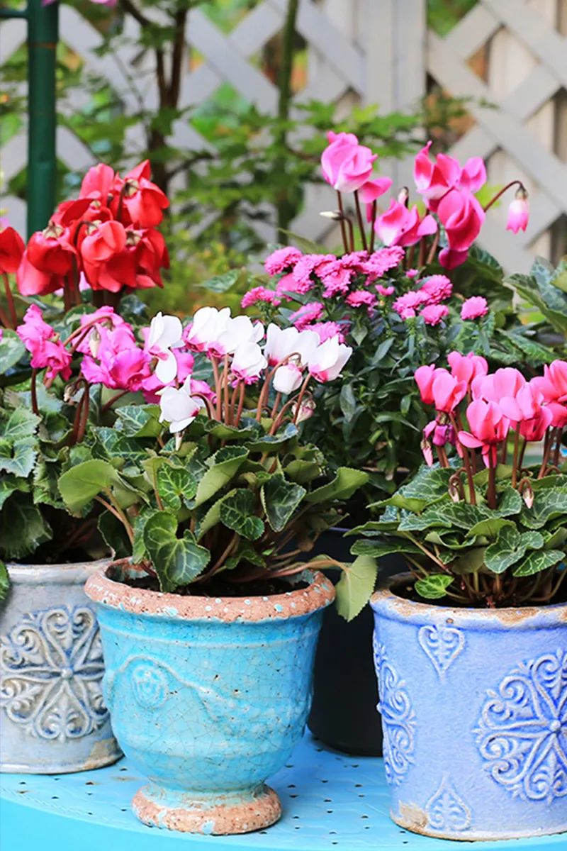 The cyclamen that blooms in winter, do a few things right, and it will ...