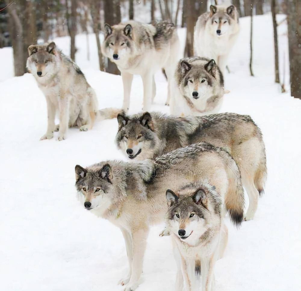 Going deep into the wolves: exploring the status of the wolf king and ...