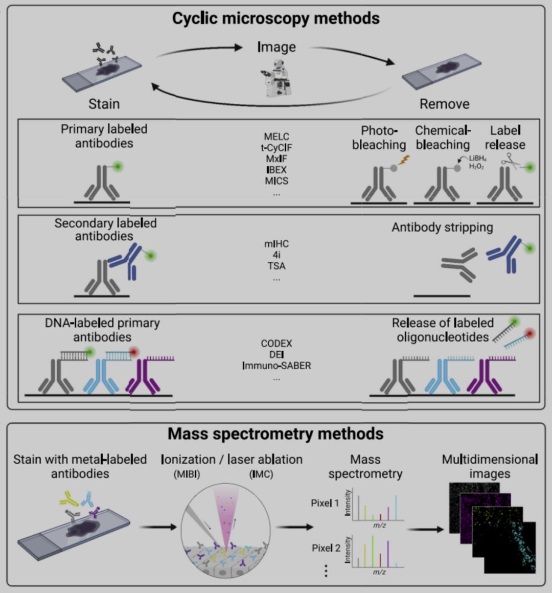 Inventory of the latest single-cell/subcellular resolution spatial ...