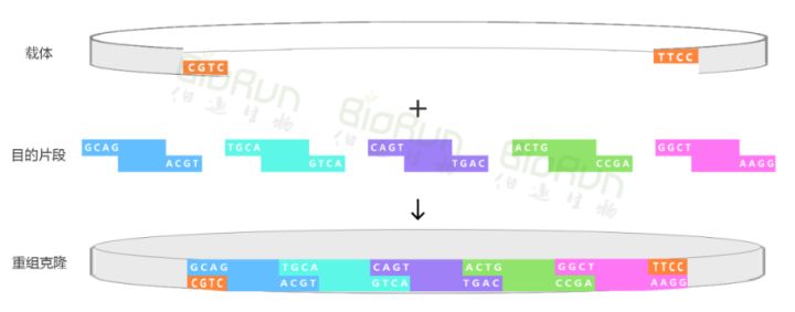 The "Sharp Tool" of Vector Construction--Golden Gate - iMedia