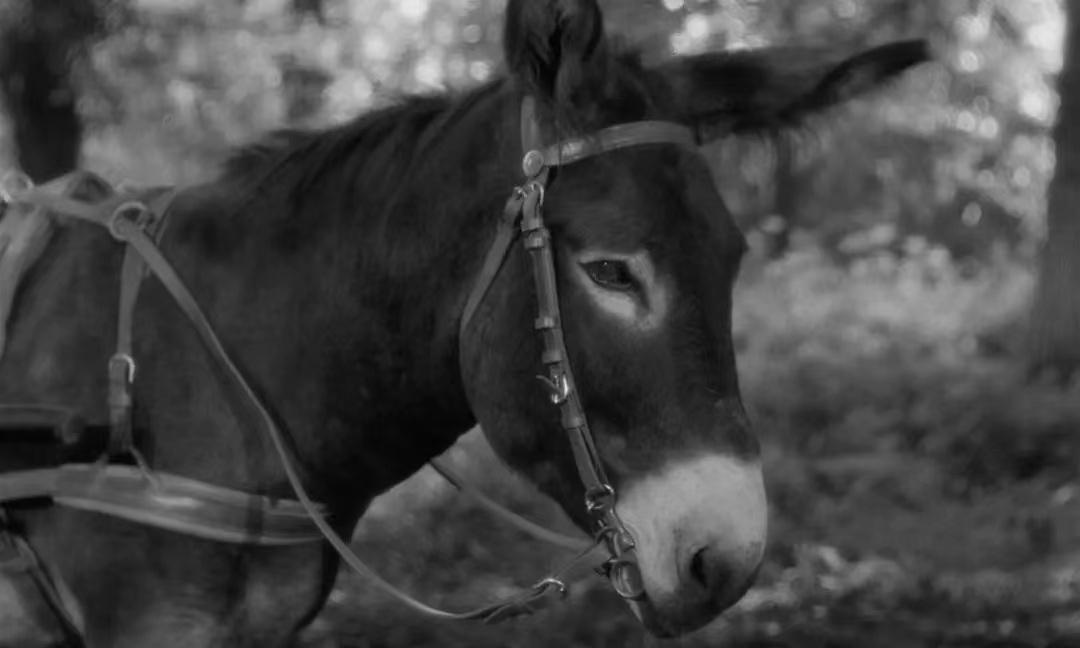 Don't take a donkey as an actor! In the movie, the donkeys with ...