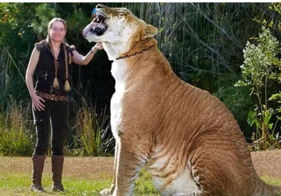 The five fattest animals in nature are born strong, why are they so fat ...