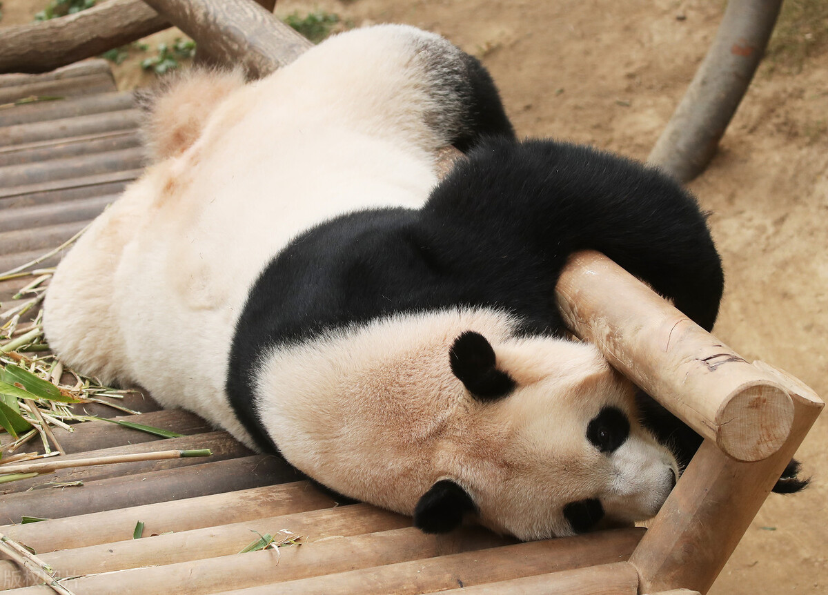 [Fubao]Korean little princess, IU in the world of *giant panda*, you ...