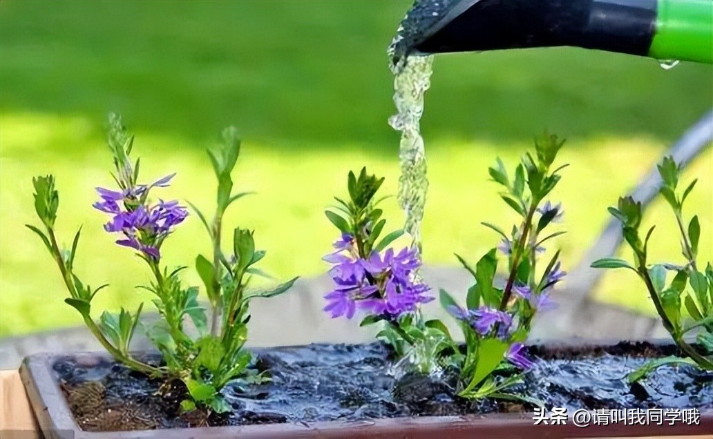 When we grow flowers, we clearly "do not water much", why are they ...