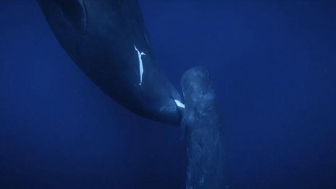 Produced by James Cameron?Eat a "whale"! - iMedia