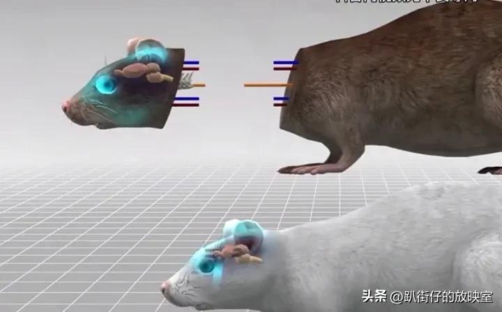 Is it really possible for humans to achieve head transplant surgery ...