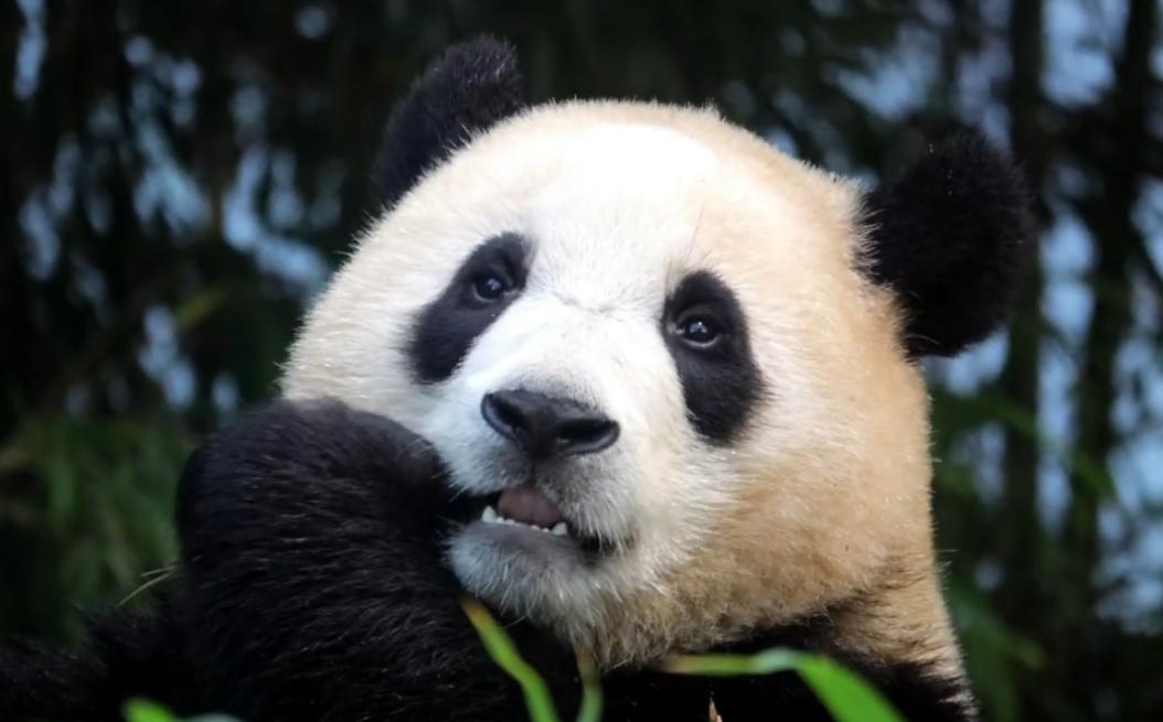 The giant panda "Fu Bao" in South Korea celebrates its 3rd birthday ...