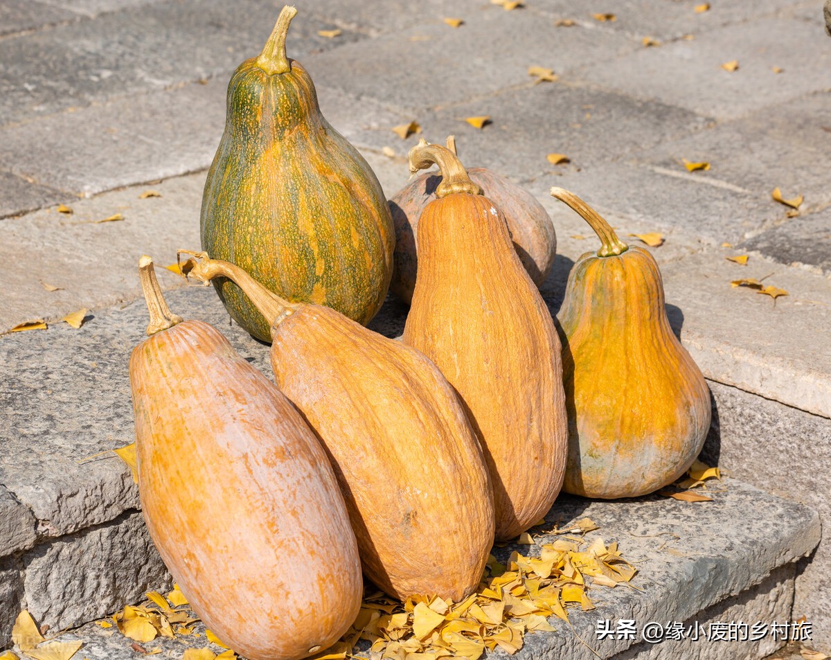 Seven ways to eat pumpkin - iNEWS