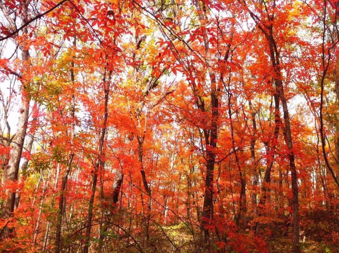 Shu Lan, it's too late to be the number one in the trending search - iNEWS