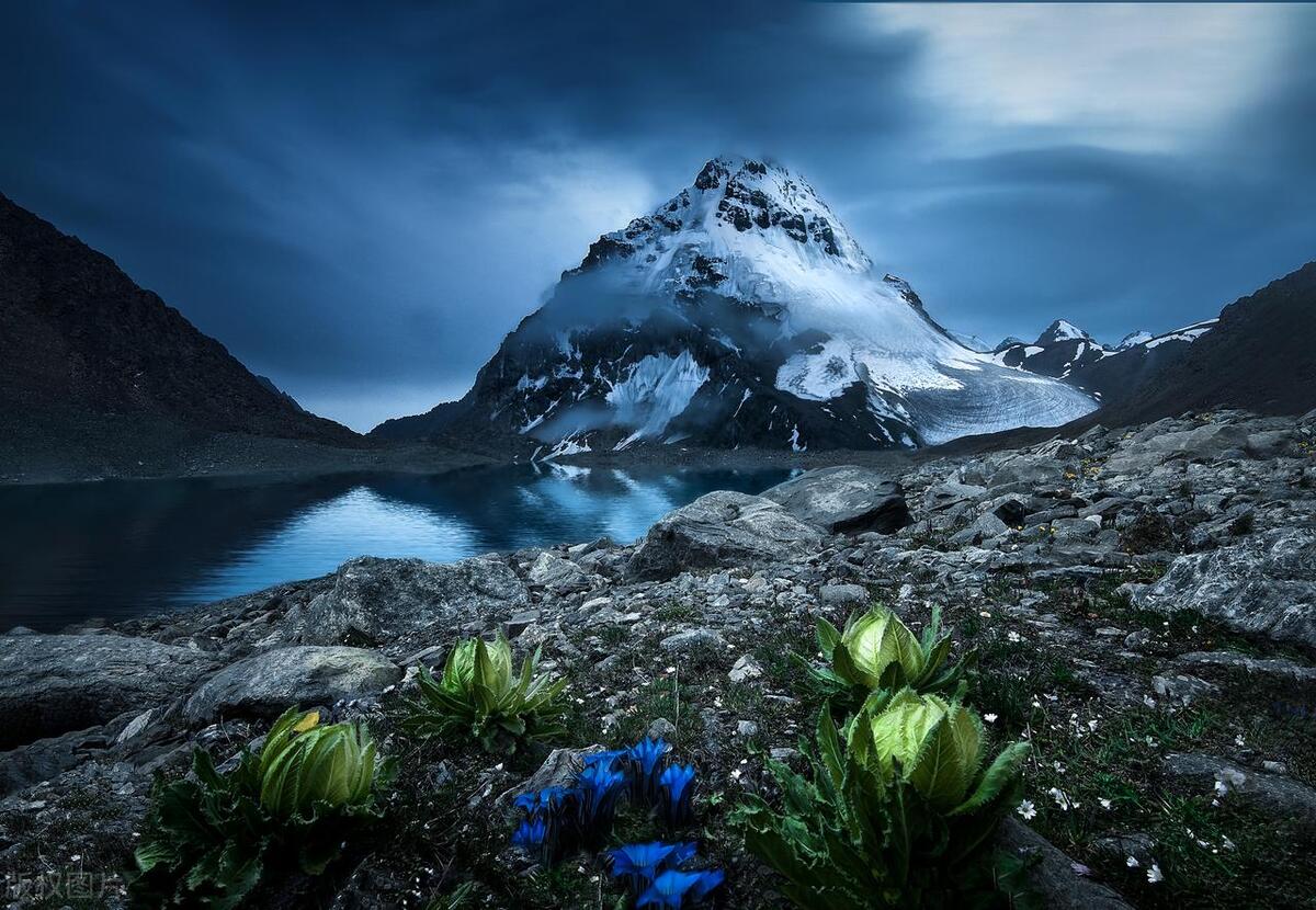 Snow Lotus of Tianshan Mountains: The Mysterious Flower in the World of ...