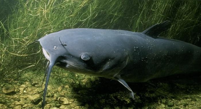 How dirty is catfish when it grows up eating feces, carrion, and heavy ...