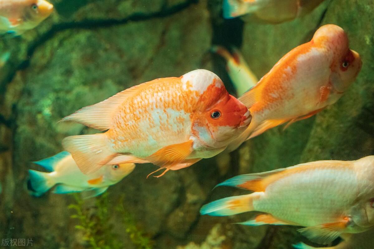 What does the abnormal behavior of ornamental fish indicate? - iNEWS