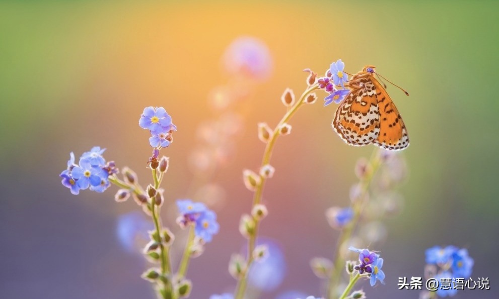 Cicadas chirping and hissing, summer is coming - iNEWS