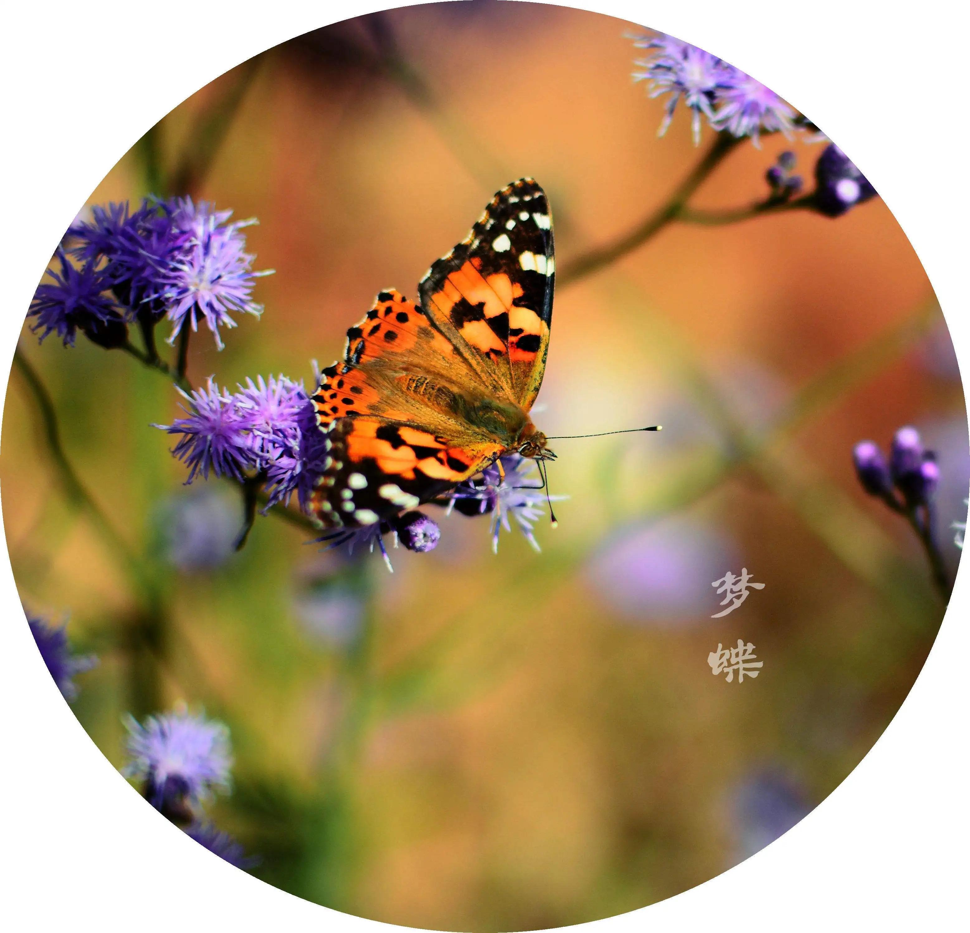 Between Dreams and Reality: One of Zhuang Zhou's Dream Butterflies - iNEWS