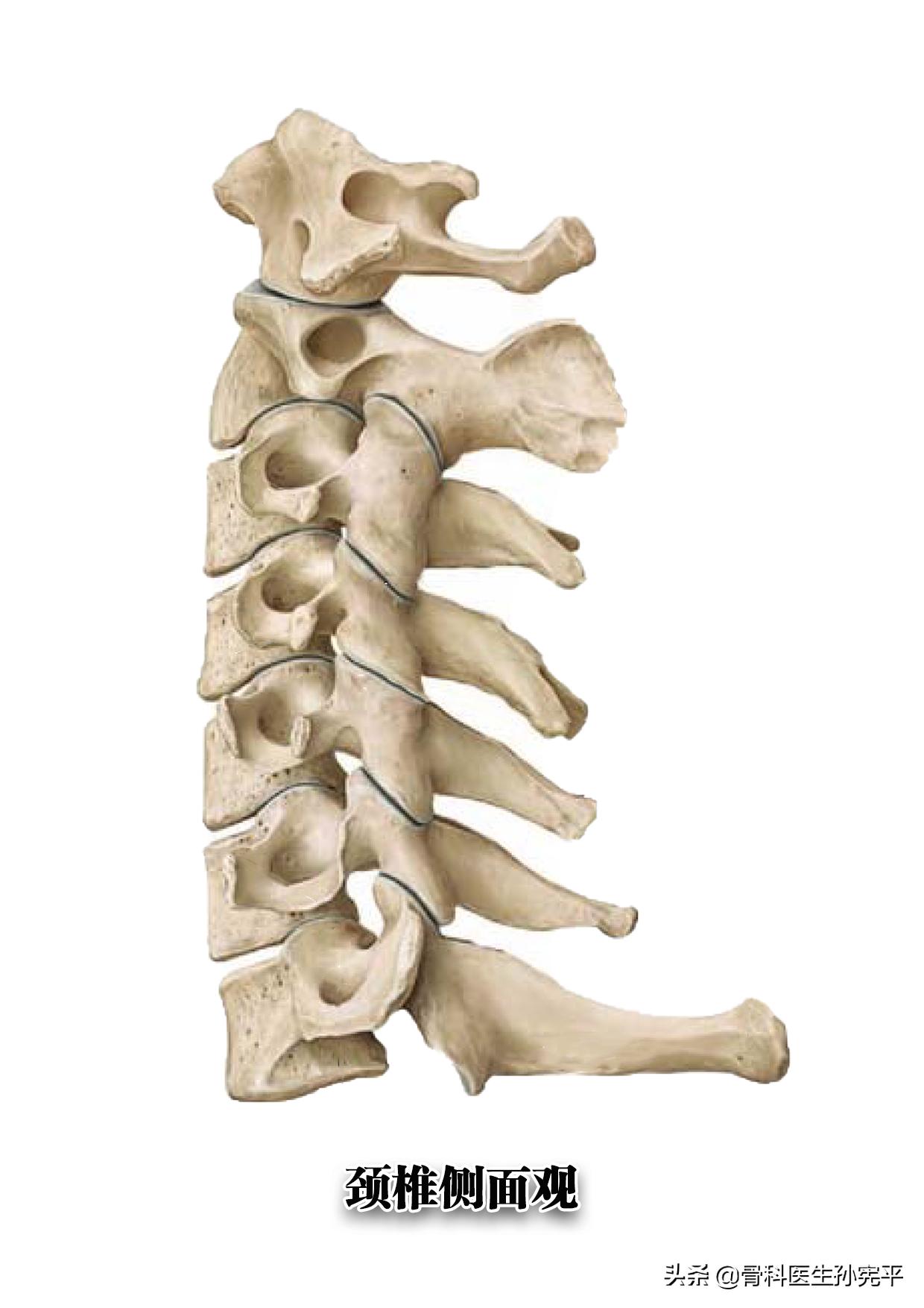Anatomy Atlas of Cervical Bone Structure - iNEWS