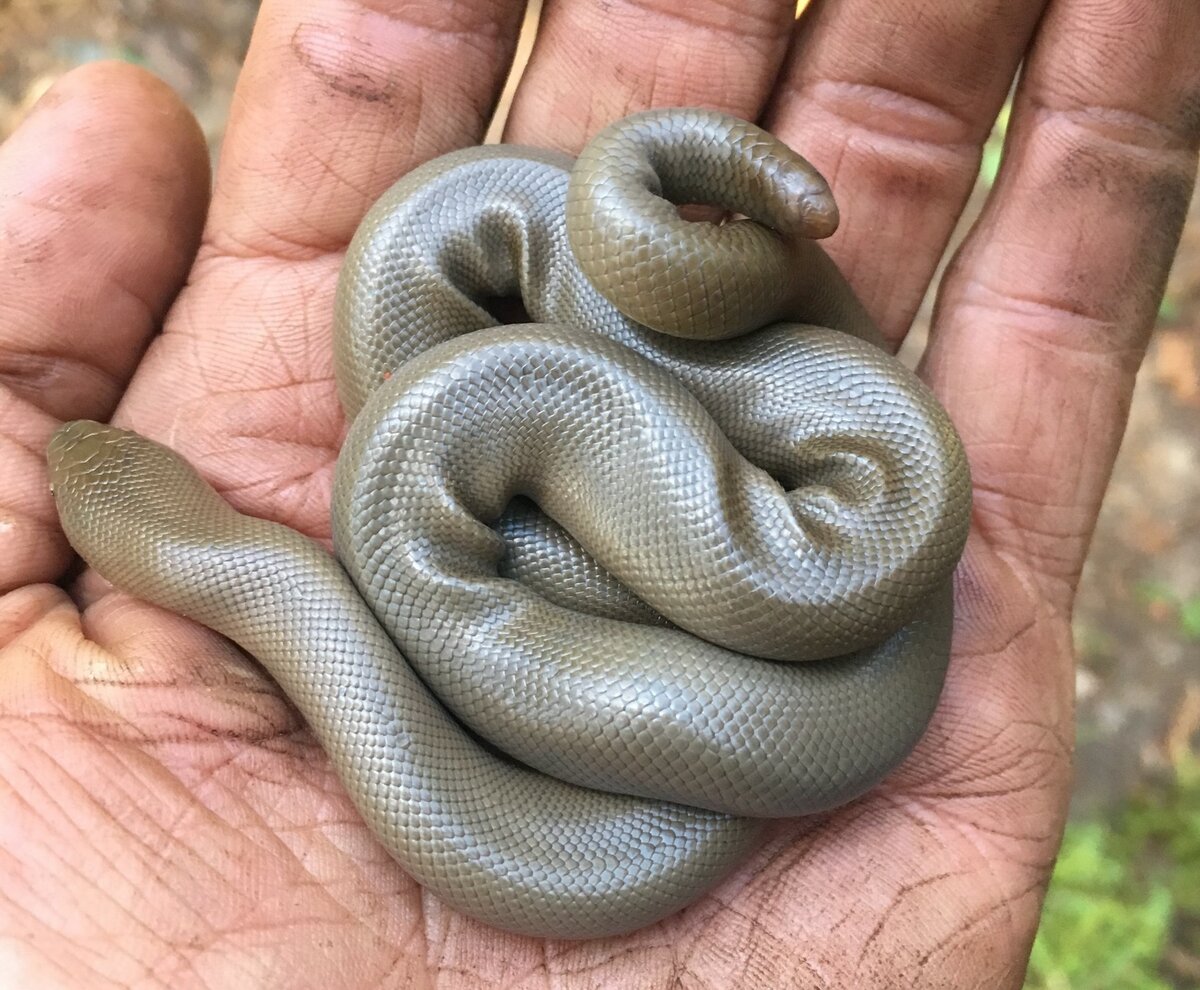 Harmless snakes, very docile, can cure snake phobia.it's even warm ...