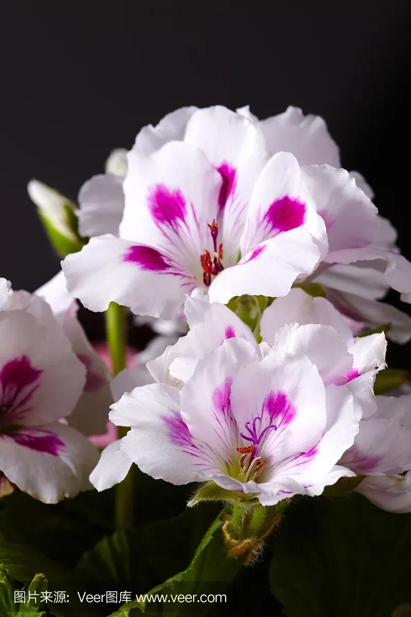 "Hundred Flowers Collection" (six hundred and ninety-seven) - iMedia