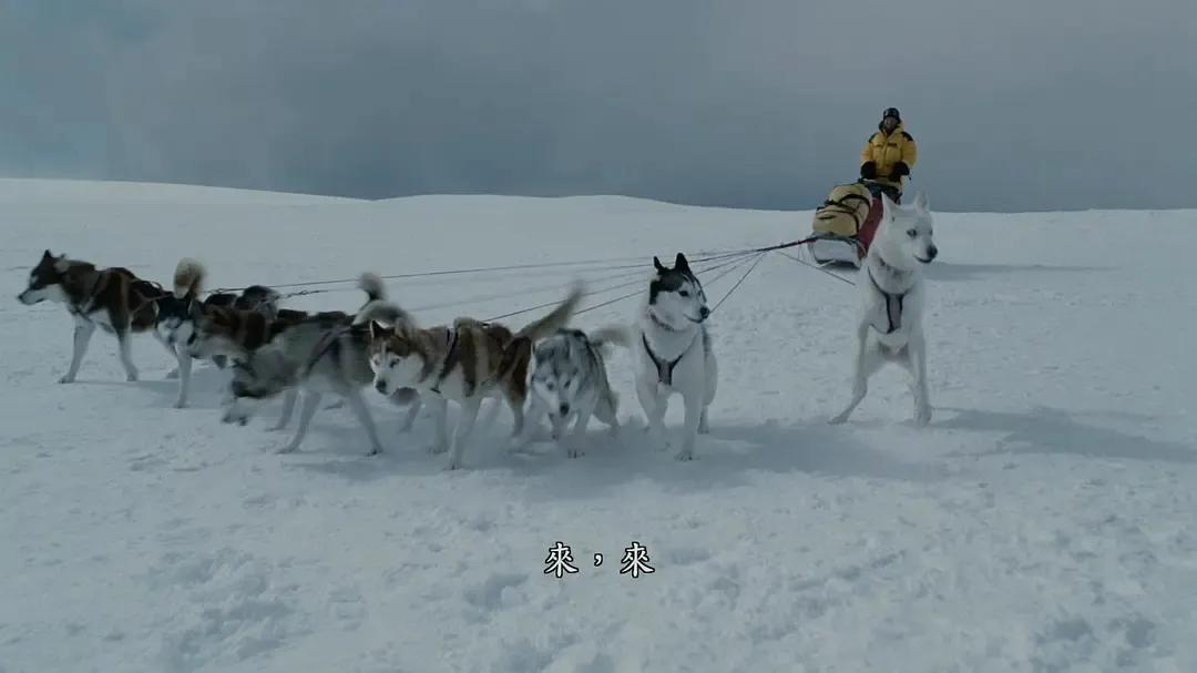 Adapted from the true story of "Antarctic Adventure", eight dogs were ...