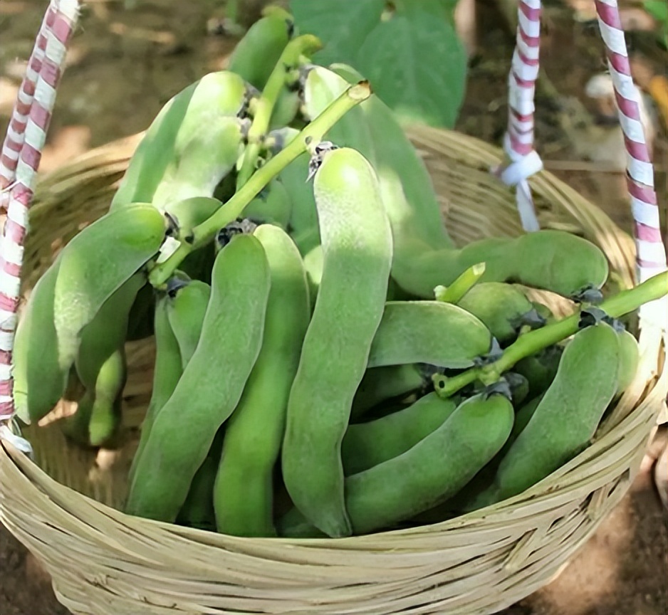 It is called Mucuna Bean, and it can be called the "puffer fish" among ...