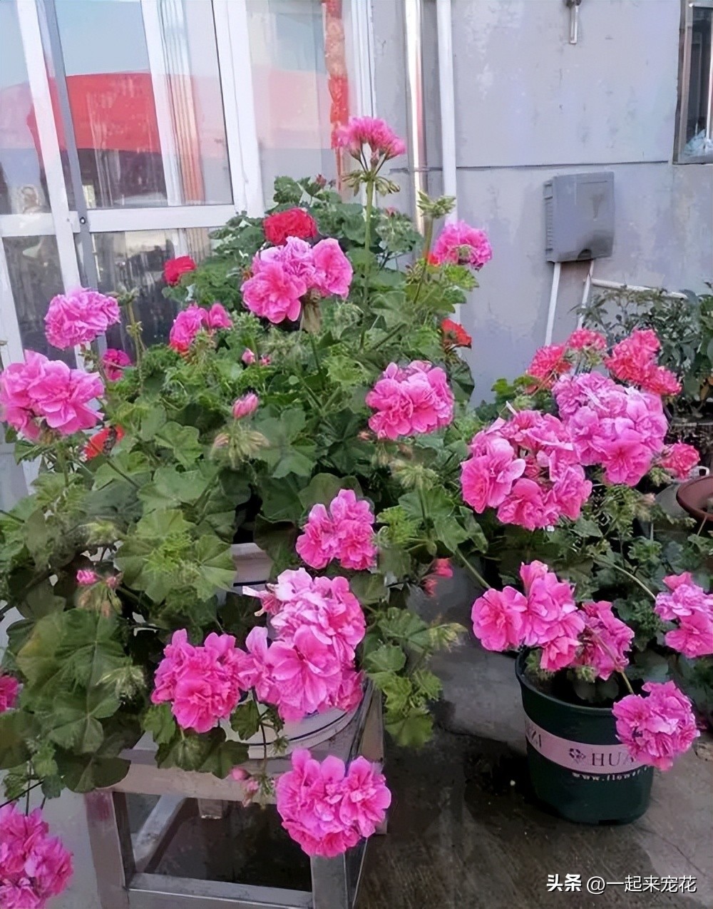 Want geraniums to stay safe through the summer? Understand and master the two basic points, the ...