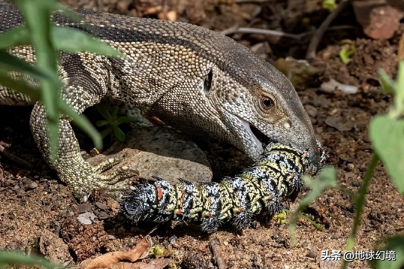 28 photos that have not been seen for a long time: the crab fights the ...