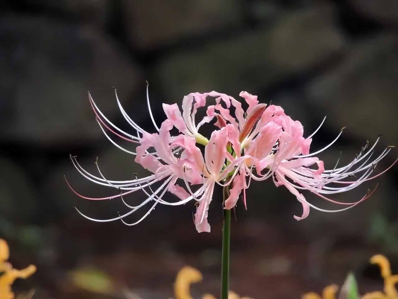 Hangzhou Botanical Garden in early autumn, blooming other shore flowers ...