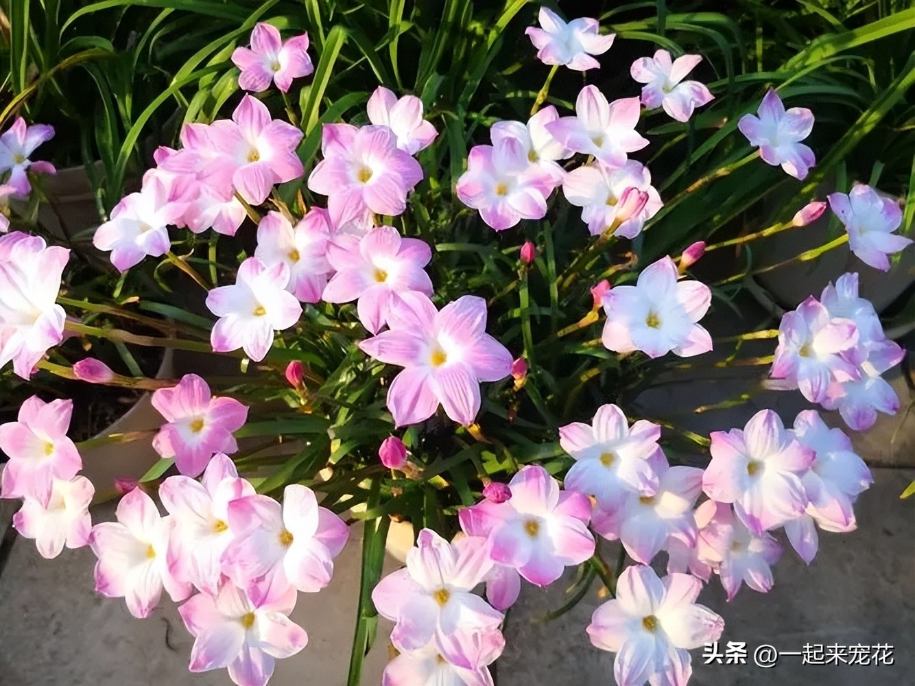 6 kinds of flowers are not afraid of "rain", throw them outside and ...