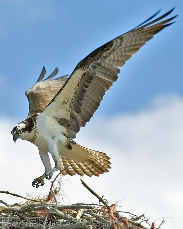 Indian don Juan - iNEWS