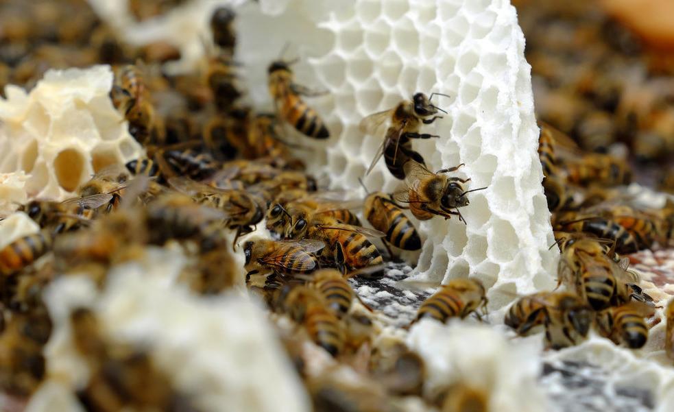 Do you think ants are the most organized insects? Wrong, bees are! - iNEWS