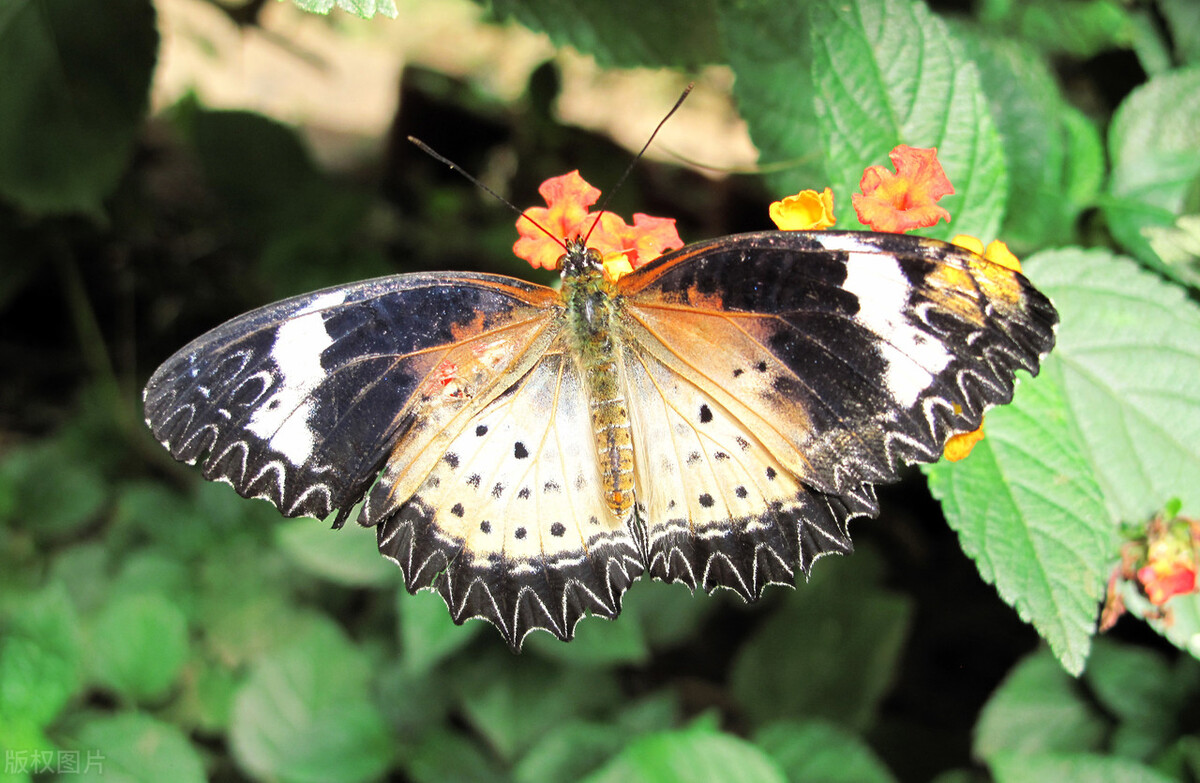 Five-day in-depth experience tour of Dali Ancient City - iNEWS