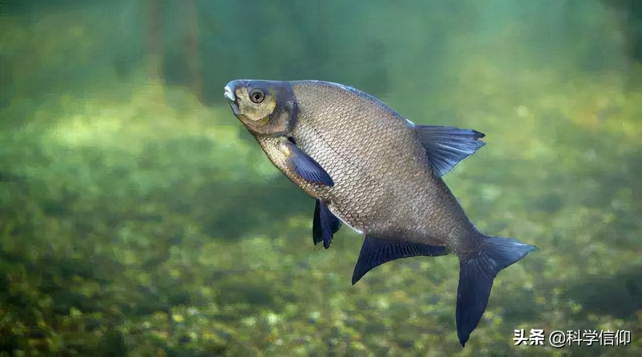 The fish is delicious, but the spines are difficult to pick. Scientists ...