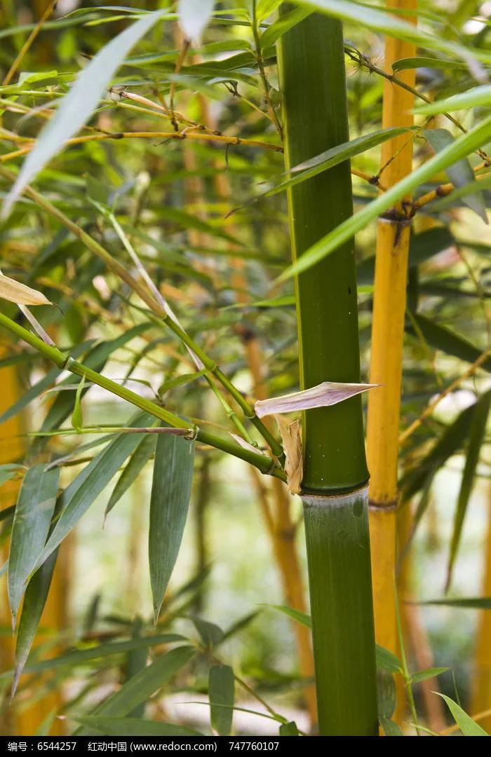 What is the symbolism of bamboo What is the spirit of bamboo - iMedia
