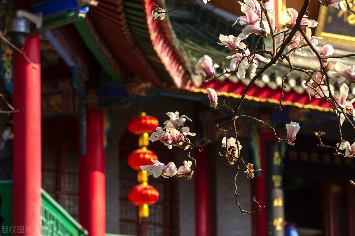 "A Brief History of Trees": The Stories of the Woods We Don't Know - iNEWS