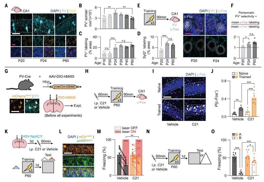 Science: A key mechanism for regulating memory precision in the ...