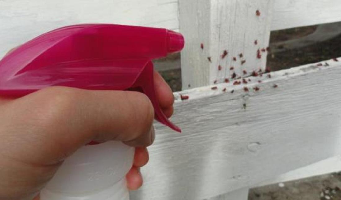 What are the little flying bugs in the bathroom?It looks inconspicuous ...