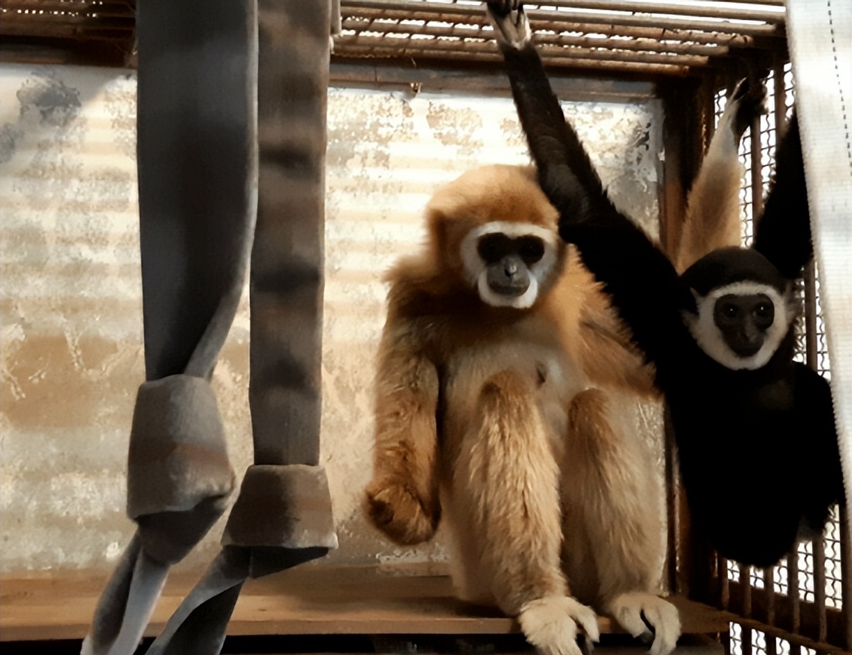 The female monkey living alone in the Japanese zoo is bizarrely pregnant, and the male breeder ...